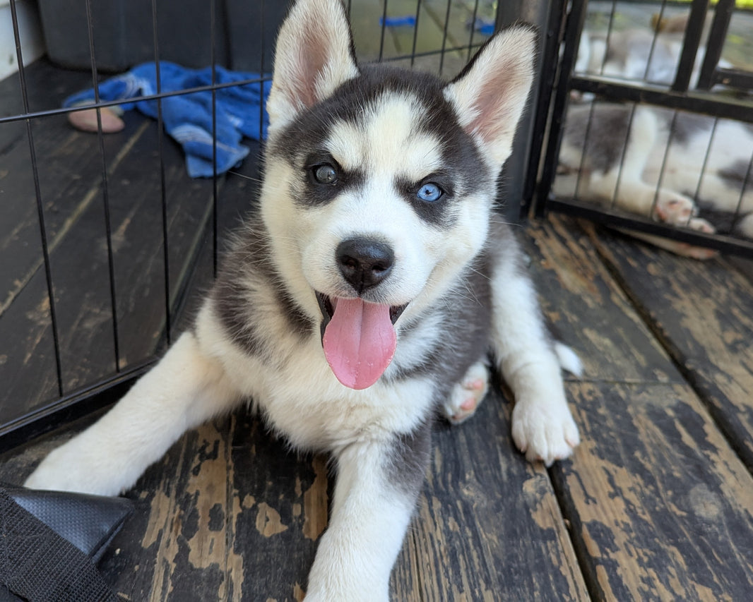 King Husky Puppies