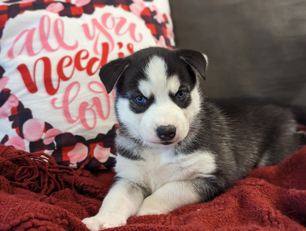 Shakira & Storm's Litter #3 – King Husky Puppies