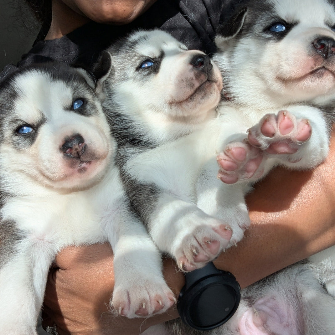 Meet & Greet – King Husky Puppies