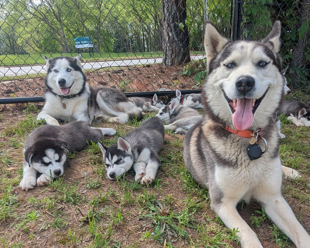 King Husky Puppies