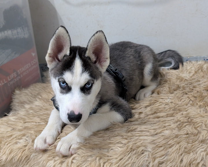 Husky Litters – King Husky Puppies