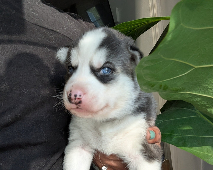 King Husky Puppies
