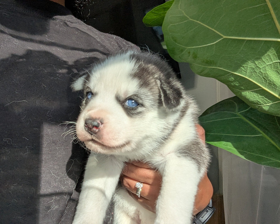 King Husky Puppies
